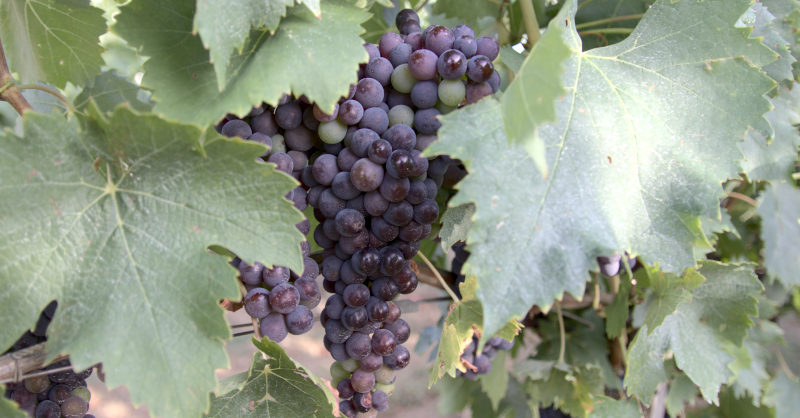 Why are the best Italian wines made from hand-picked grapes?